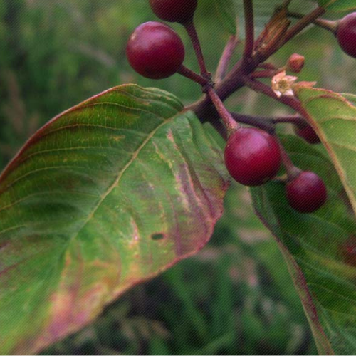 Preventative and Restorative Herbal Wellness – Upful Blends